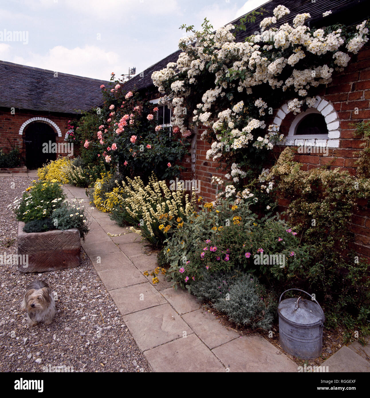 Pink climbing roses on stone hi-res stock photography and images - Alamy
