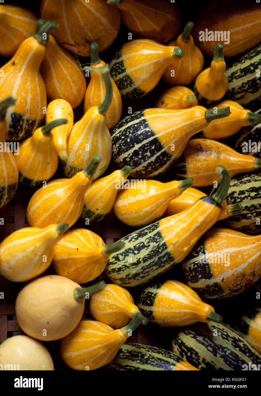 Close-up of courgettes Stock Photo - Alamy