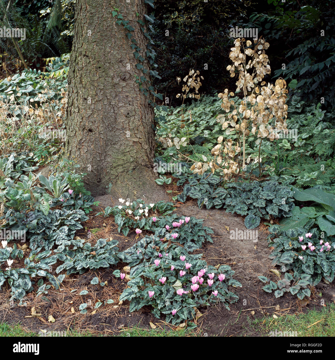 Cyclamen hederifolium growing below tree Stock Photo - Alamy