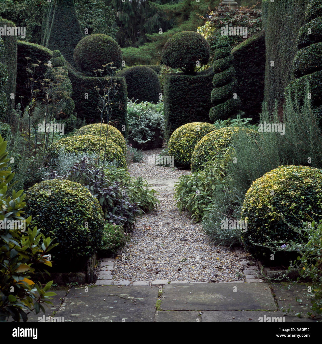 Clipped box balls either side of path in area enclosed by hedging Stock ...