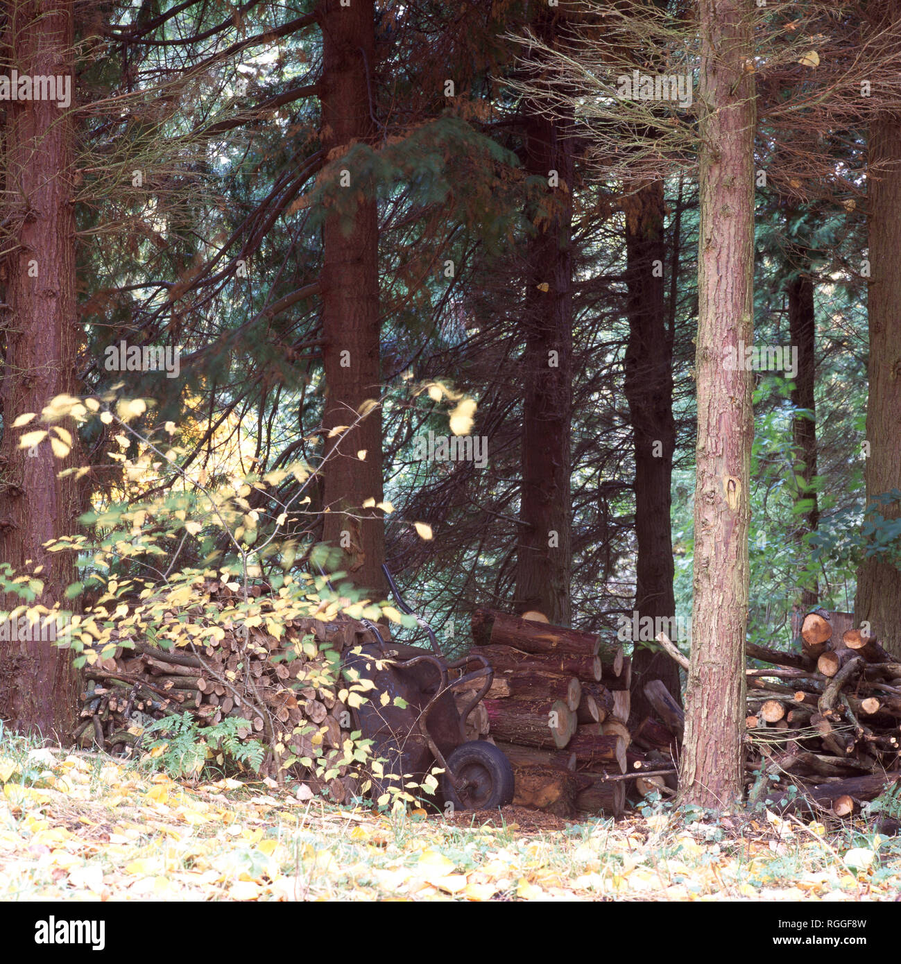 Logs in gardens hi-res stock photography and images - Alamy