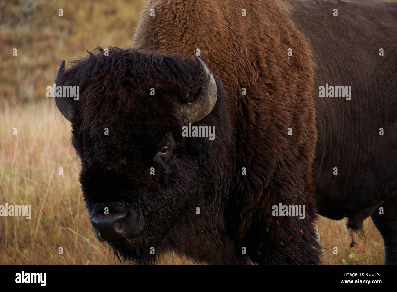 Native american bison hunt hi-res stock photography and images - Alamy