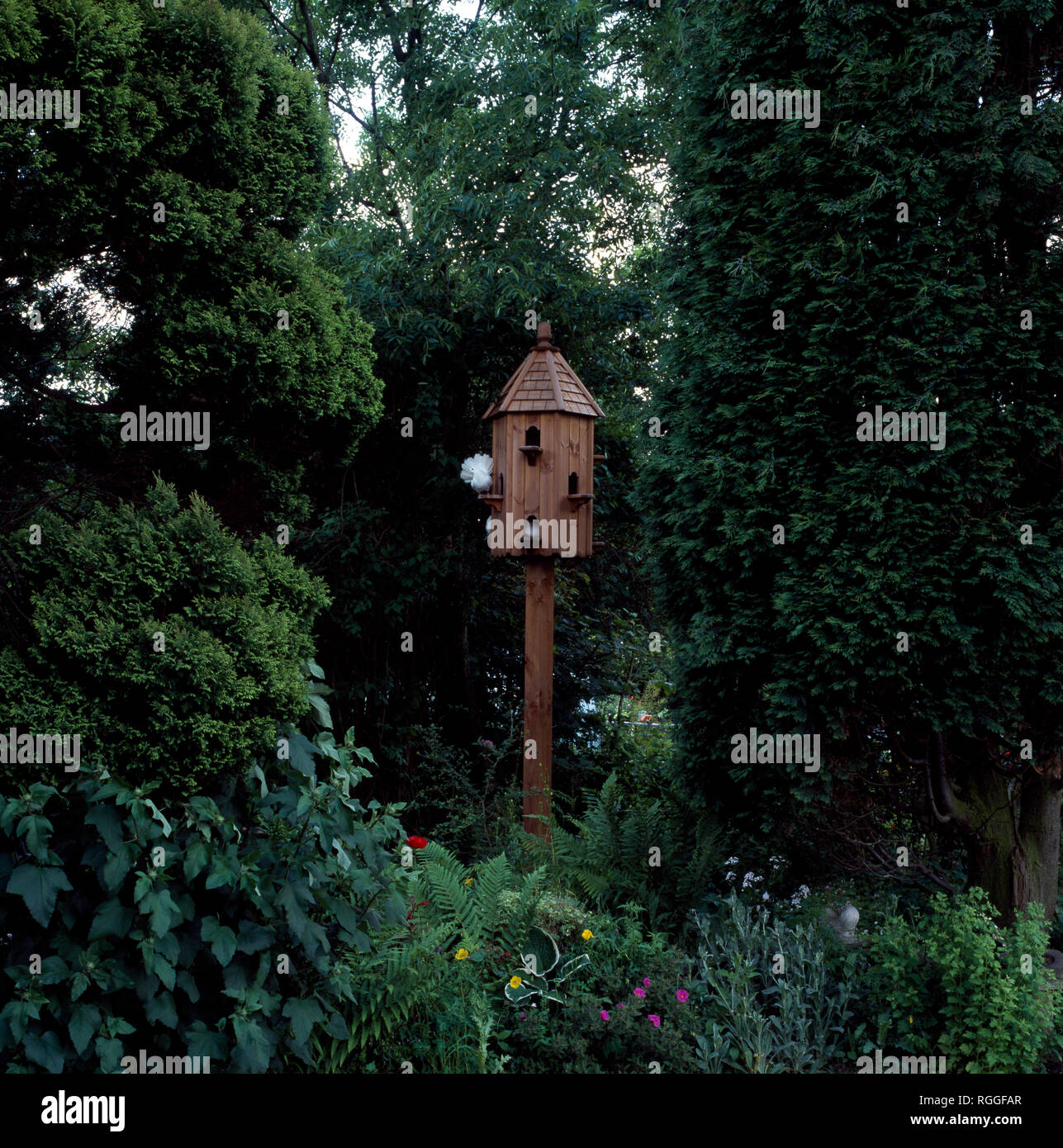 Traditional wooden dovecot between two cupressus trees Stock Photo - Alamy