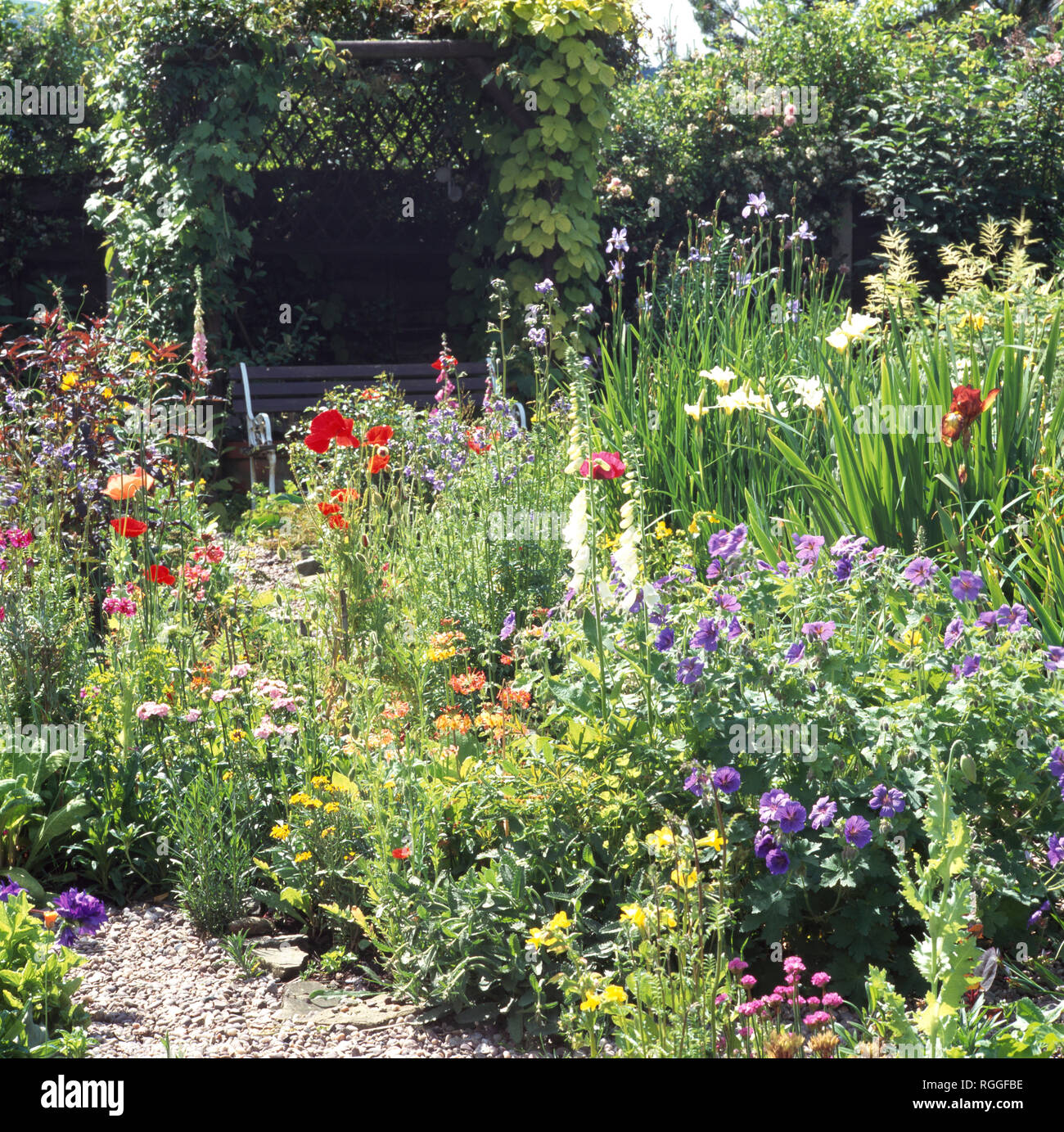 Poppies and blue geraniums in summer border Stock Photo - Alamy