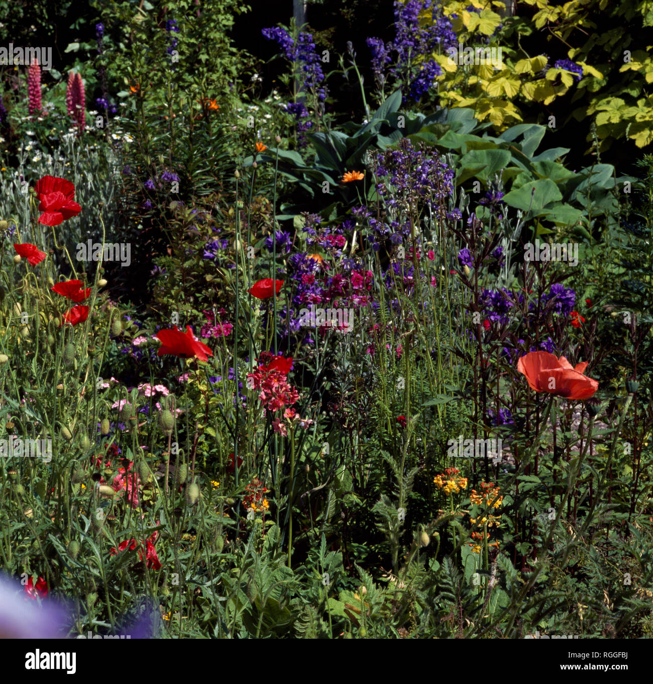 Flower area hi-res stock photography and images - Alamy