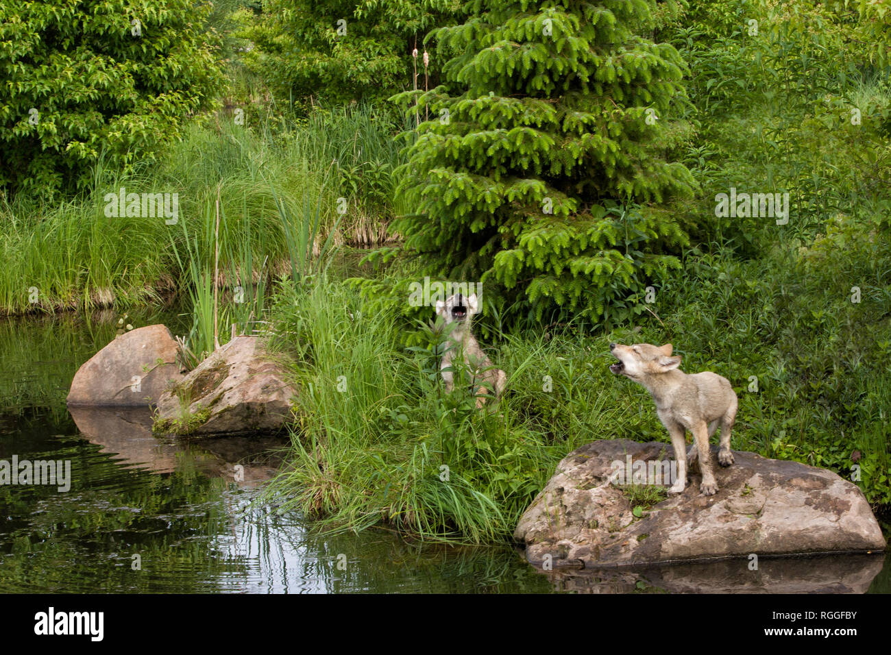 Wolf pack howling hi-res stock photography and images - Alamy