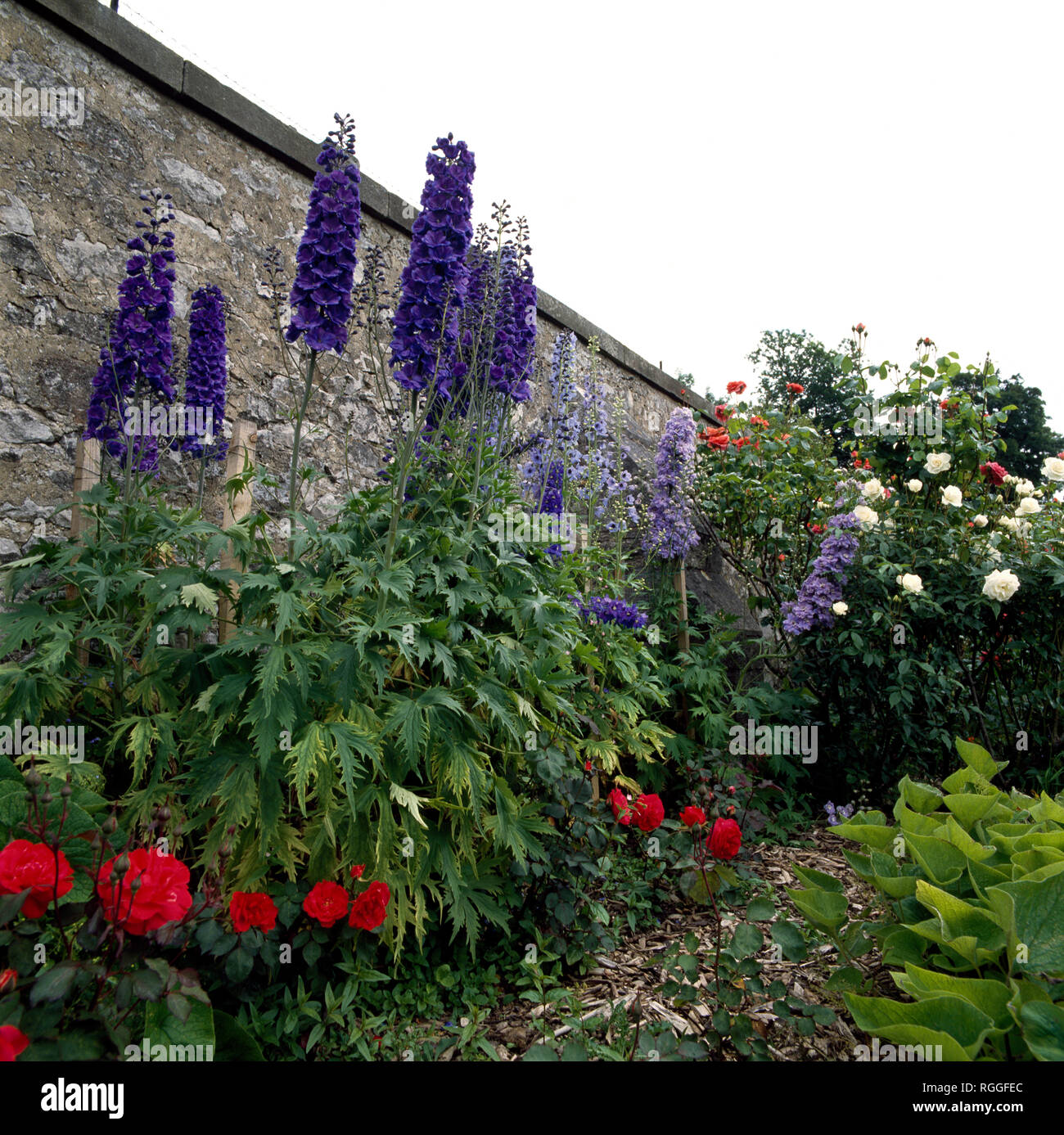 Tall blue delphiniums and red roses in large walled garden Stock Photo ...