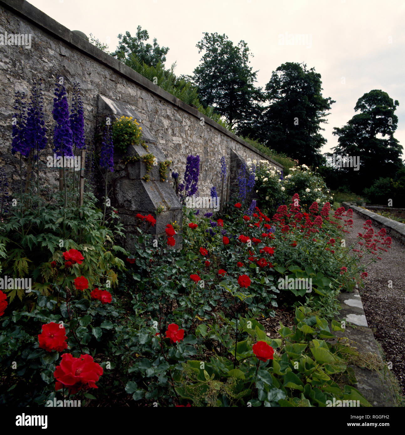 Border of blue delphiniums and red roses in large walled garden Stock ...