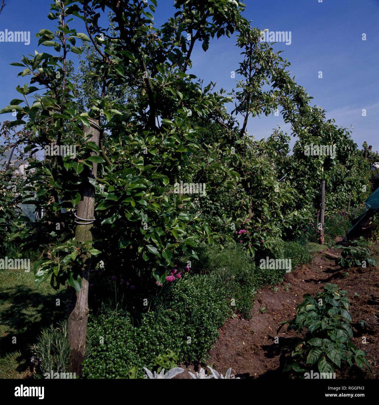 Fruit frames hi-res stock photography and images - Alamy