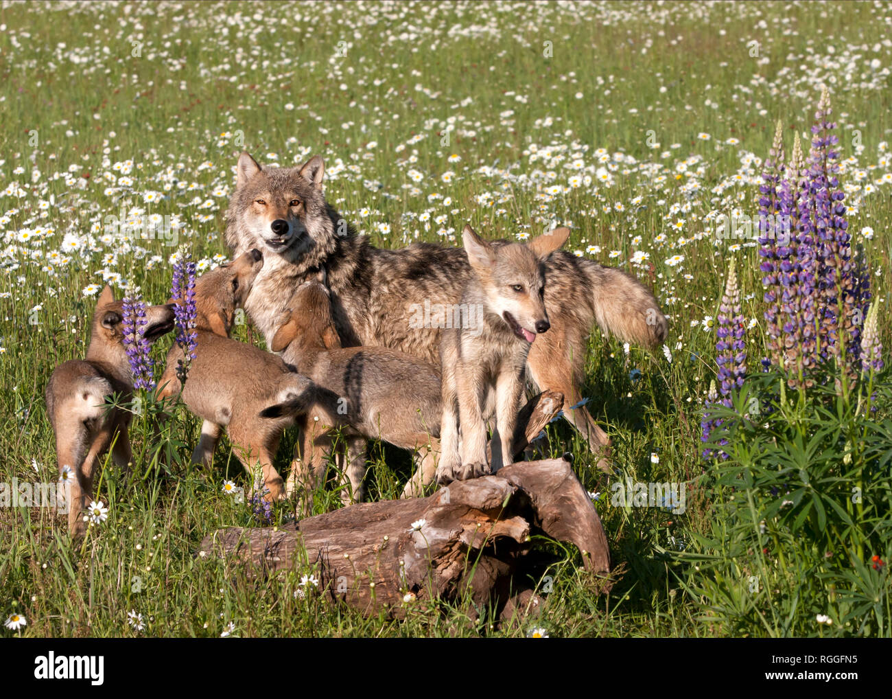 Gray Wolf Pup Wildflowers High Resolution Stock Photography and Images ...