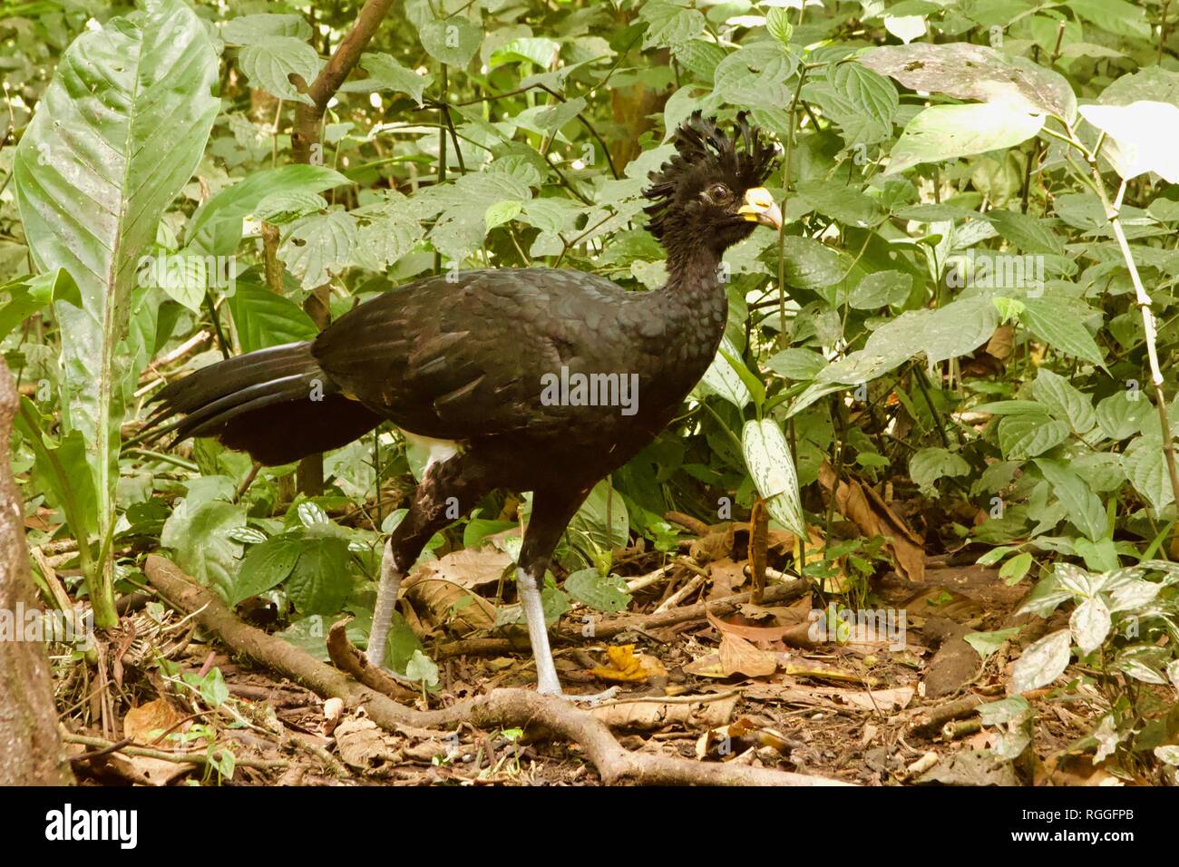 Crax rubra hi-res stock photography and images - Alamy