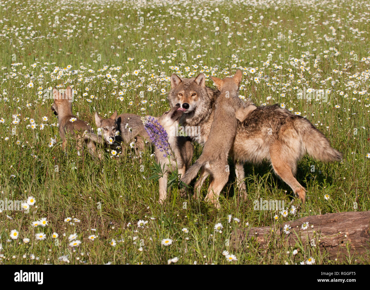 Wolf pups with pack hi-res stock photography and images - Alamy