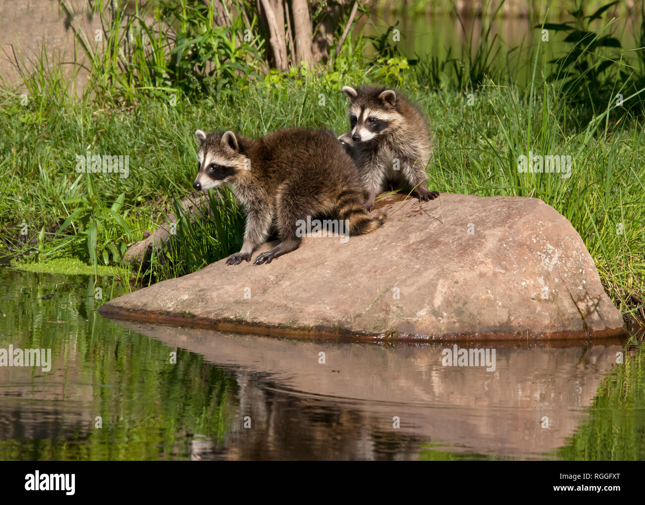 Raccoons on a Rock with Reflections in a Quiet Lake Stock Photo - Alamy