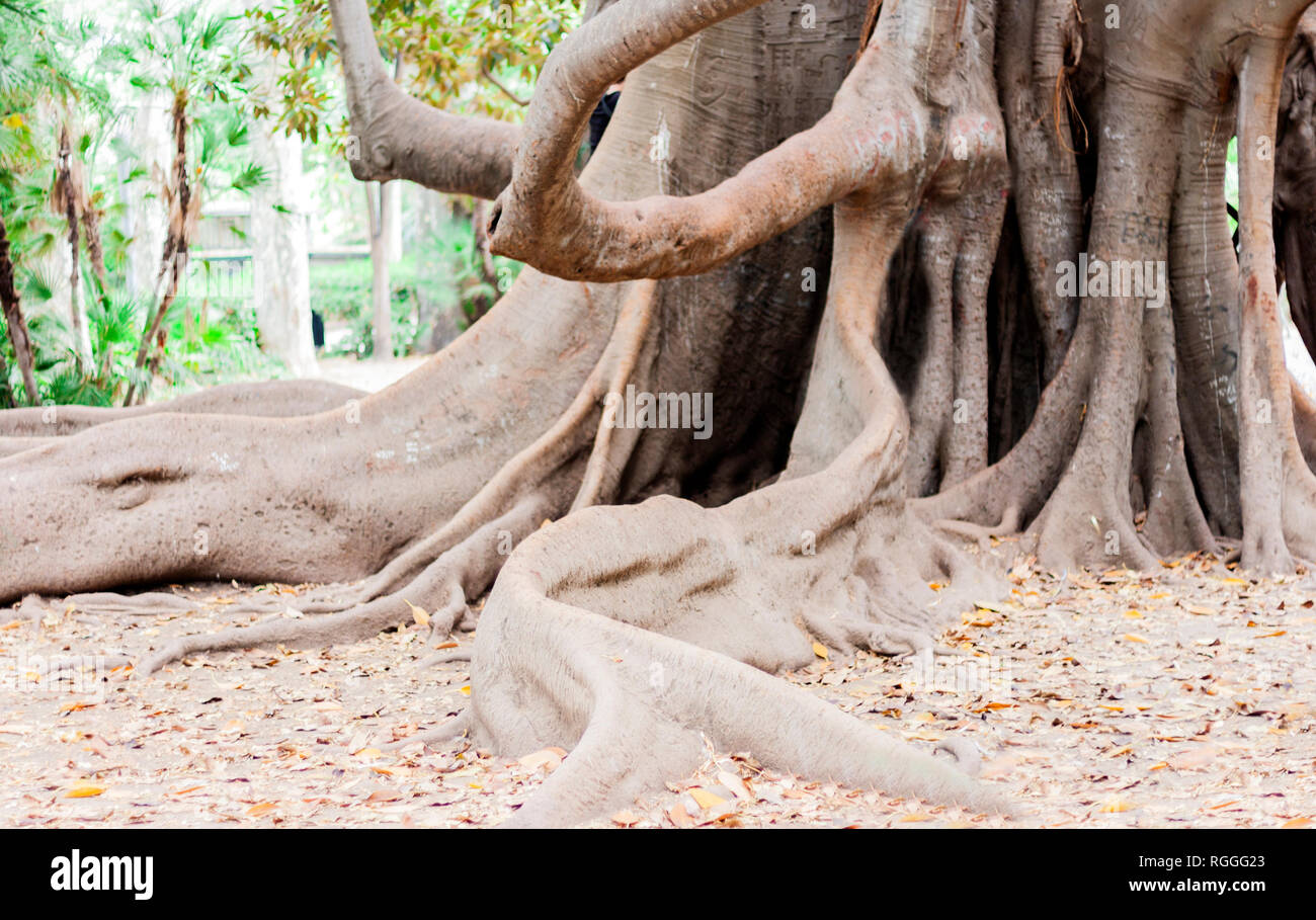 Monumental ancient tree in Giardino Bellini, famous public garden in ...
