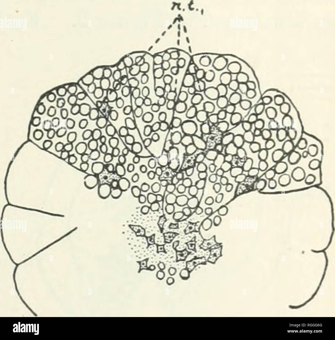 Protoplasmic threads hi-res stock photography and images - Alamy