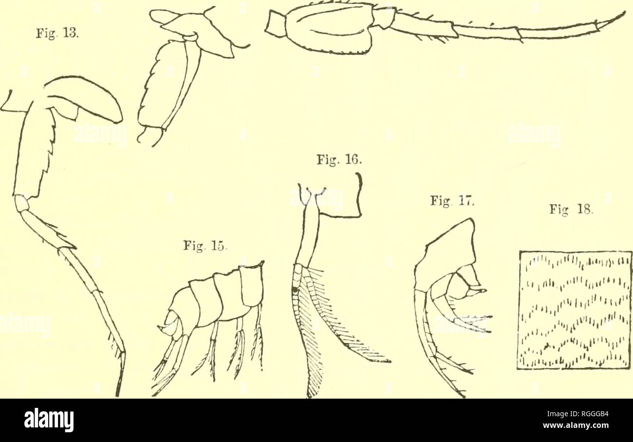 Ridges on eggs hi-res stock photography and images - Alamy
