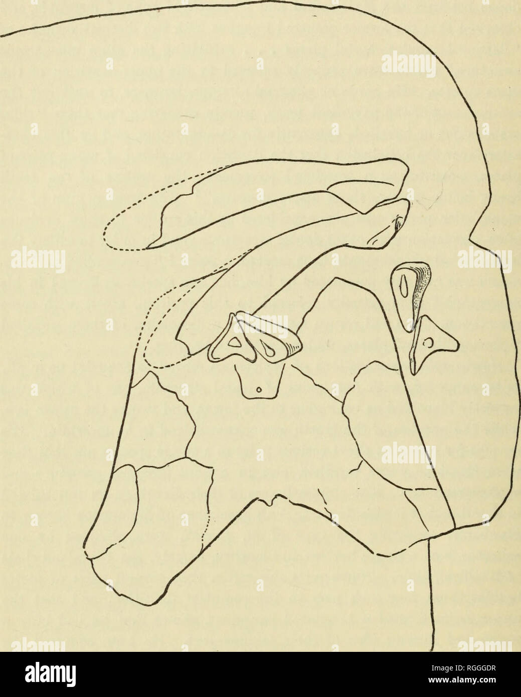 . Bulletin of the Museum of Comparative Zoology at Harvard College ...