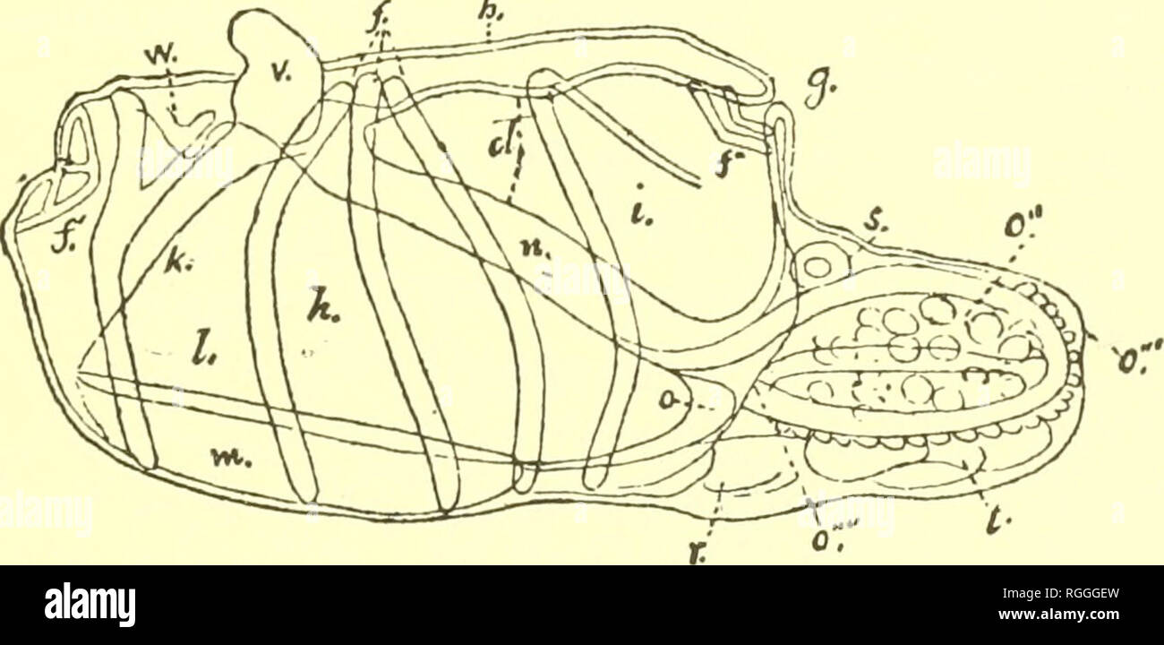 . Bulletin of the Museum of Comparative Zoology at Harvard College ...