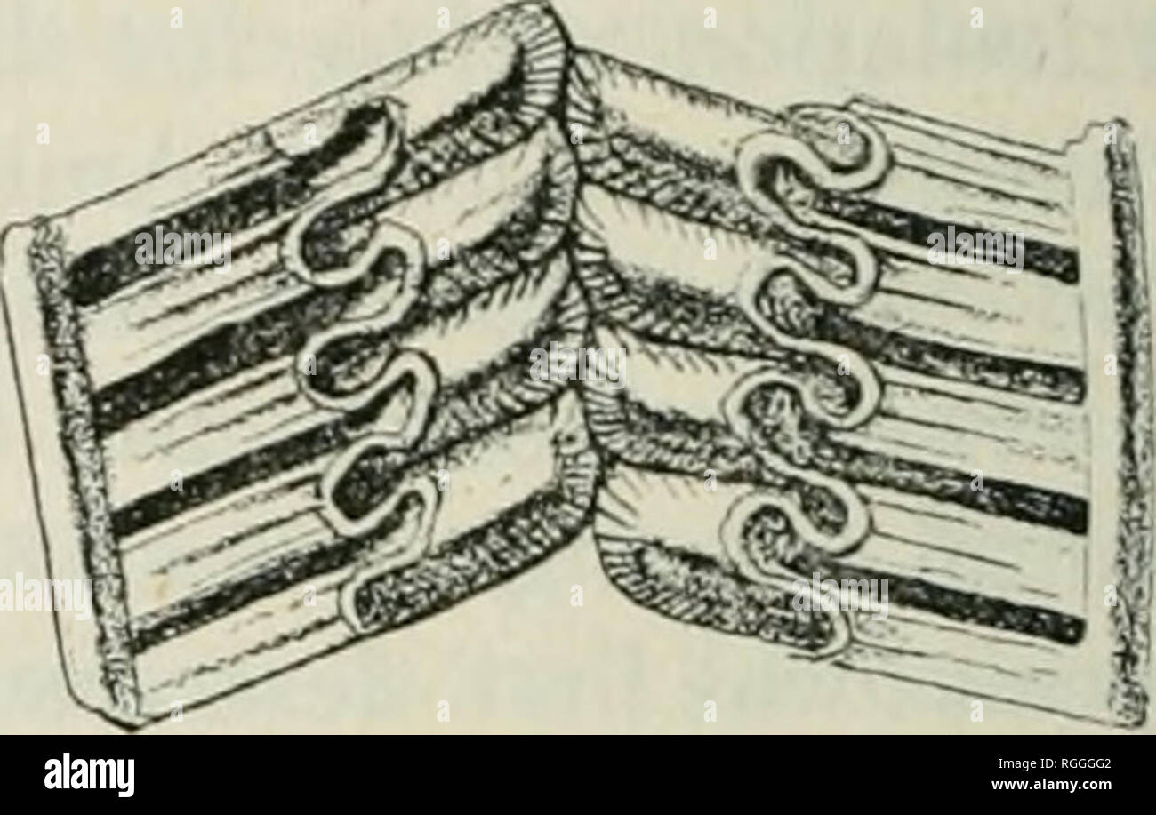 . Bulletin of the Museum of Comparative Zoology at Harvard College ...