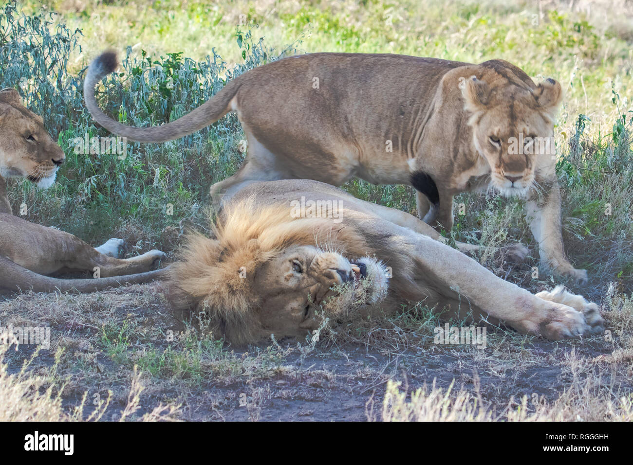 Lion and lioness Stock Photo - Alamy