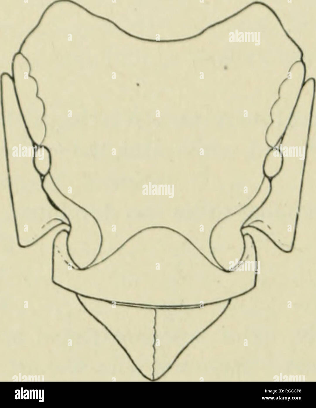 Concave outer border hi-res stock photography and images - Alamy