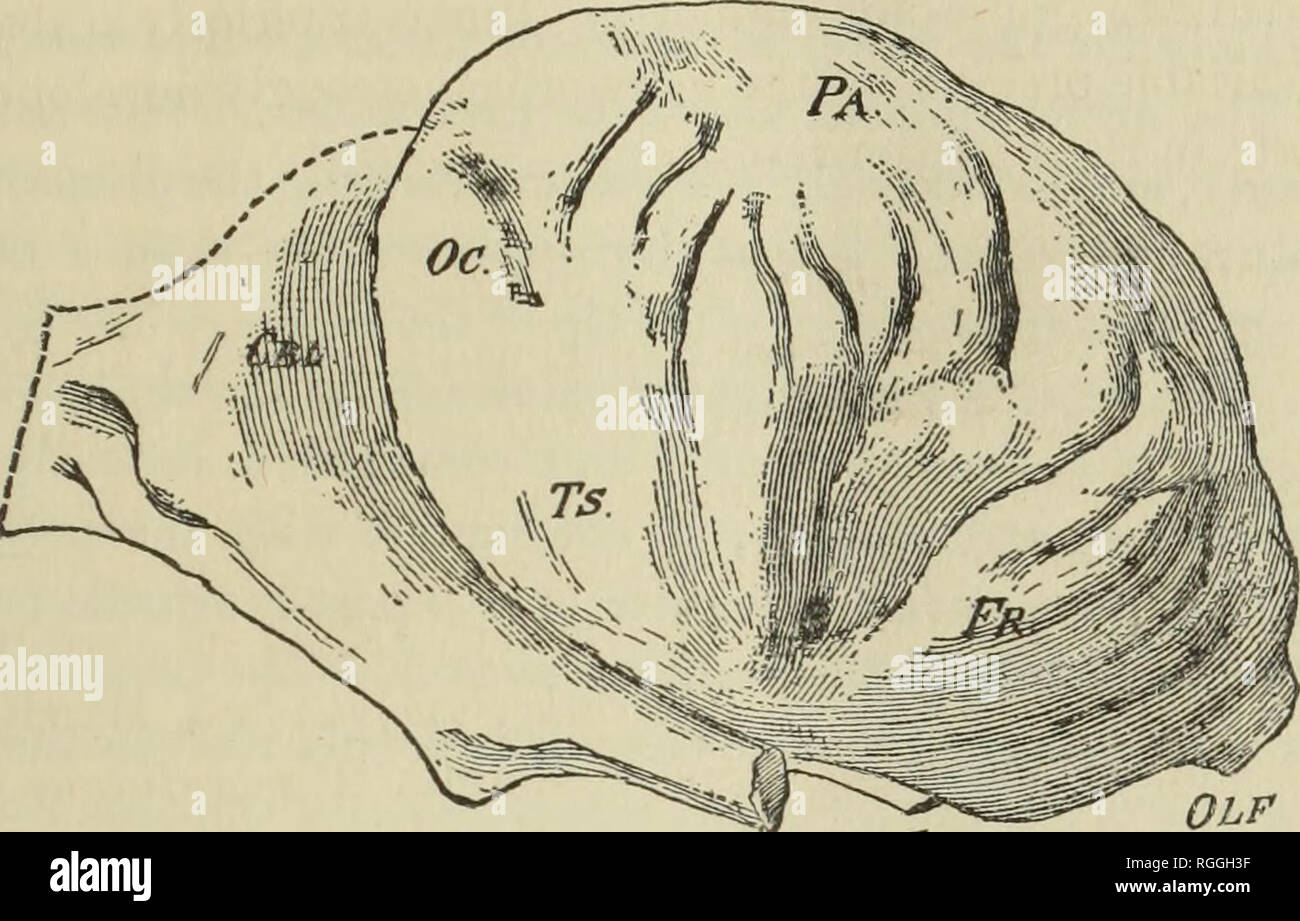 . Bulletin of the Museum of Comparative Zoology at Harvard College ...