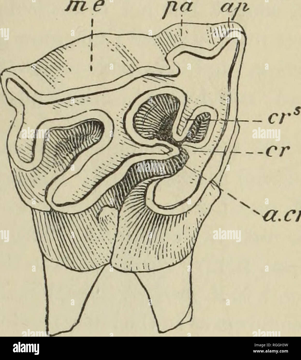 . Bulletin of the Museum of Comparative Zoology at Harvard College ...