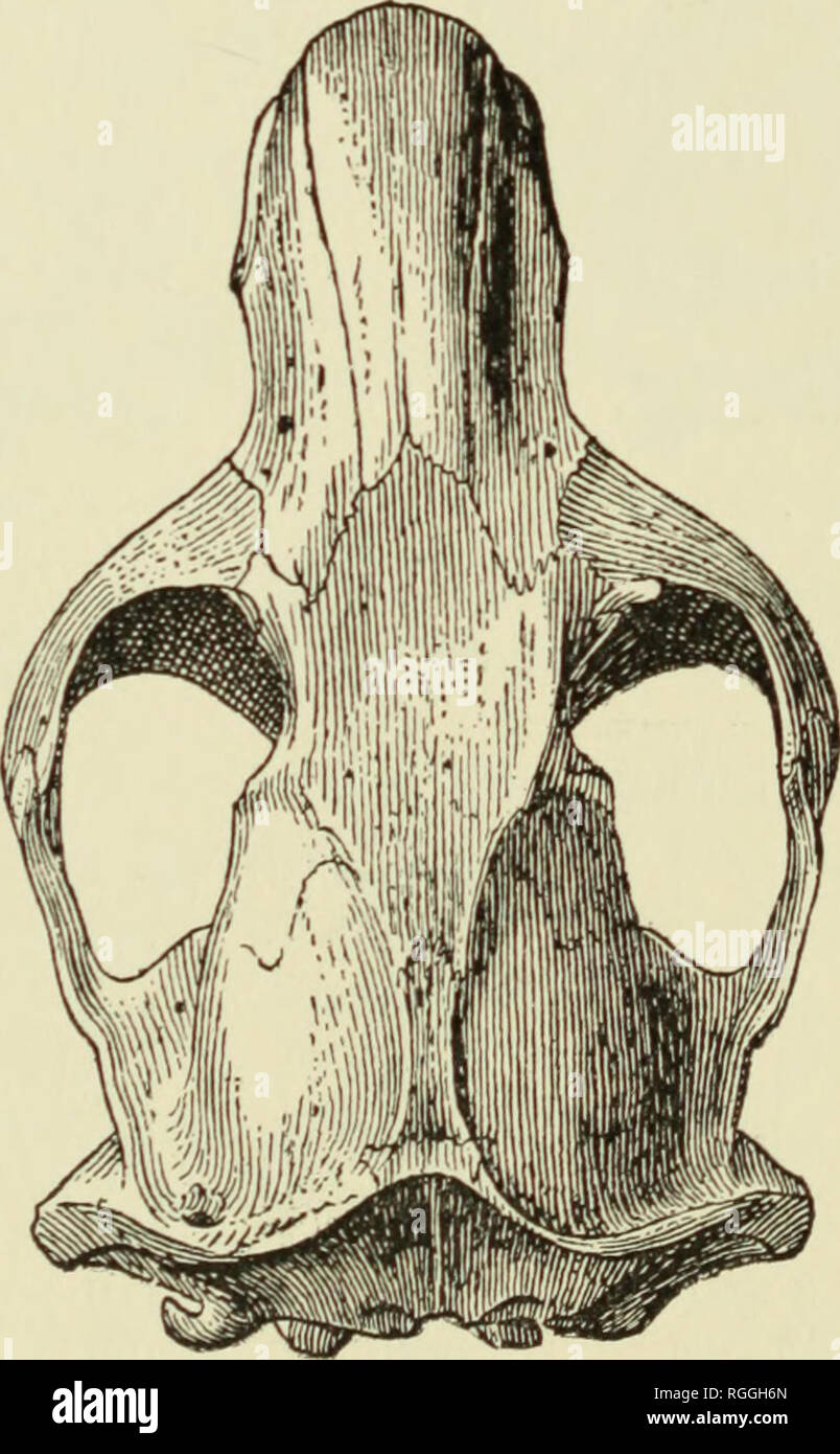 Mastoid notch hi-res stock photography and images - Alamy