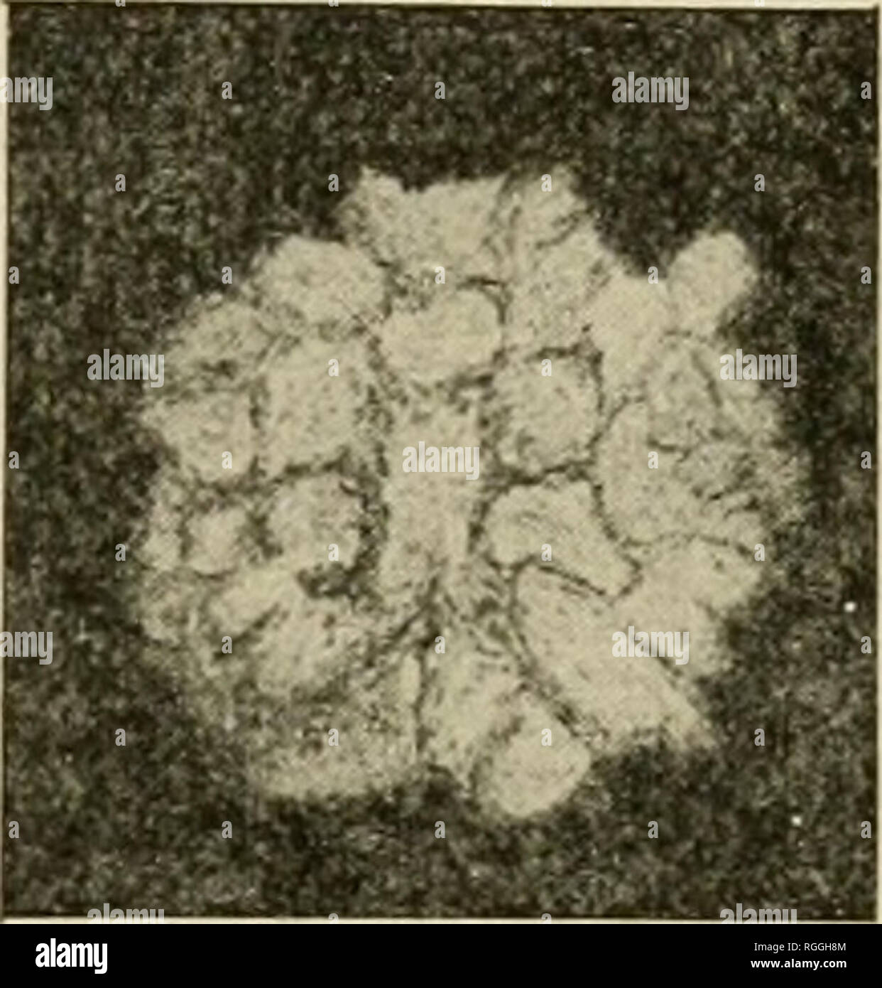 Foraminifera rock hi-res stock photography and images - Alamy