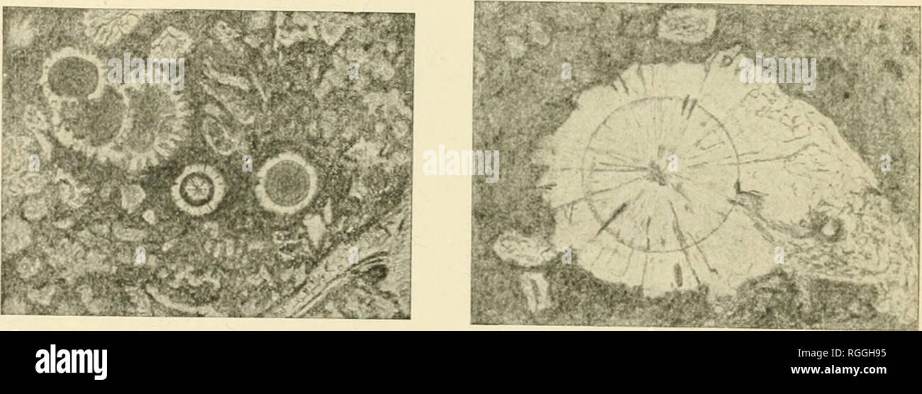 Mum specimen hi-res stock photography and images - Alamy