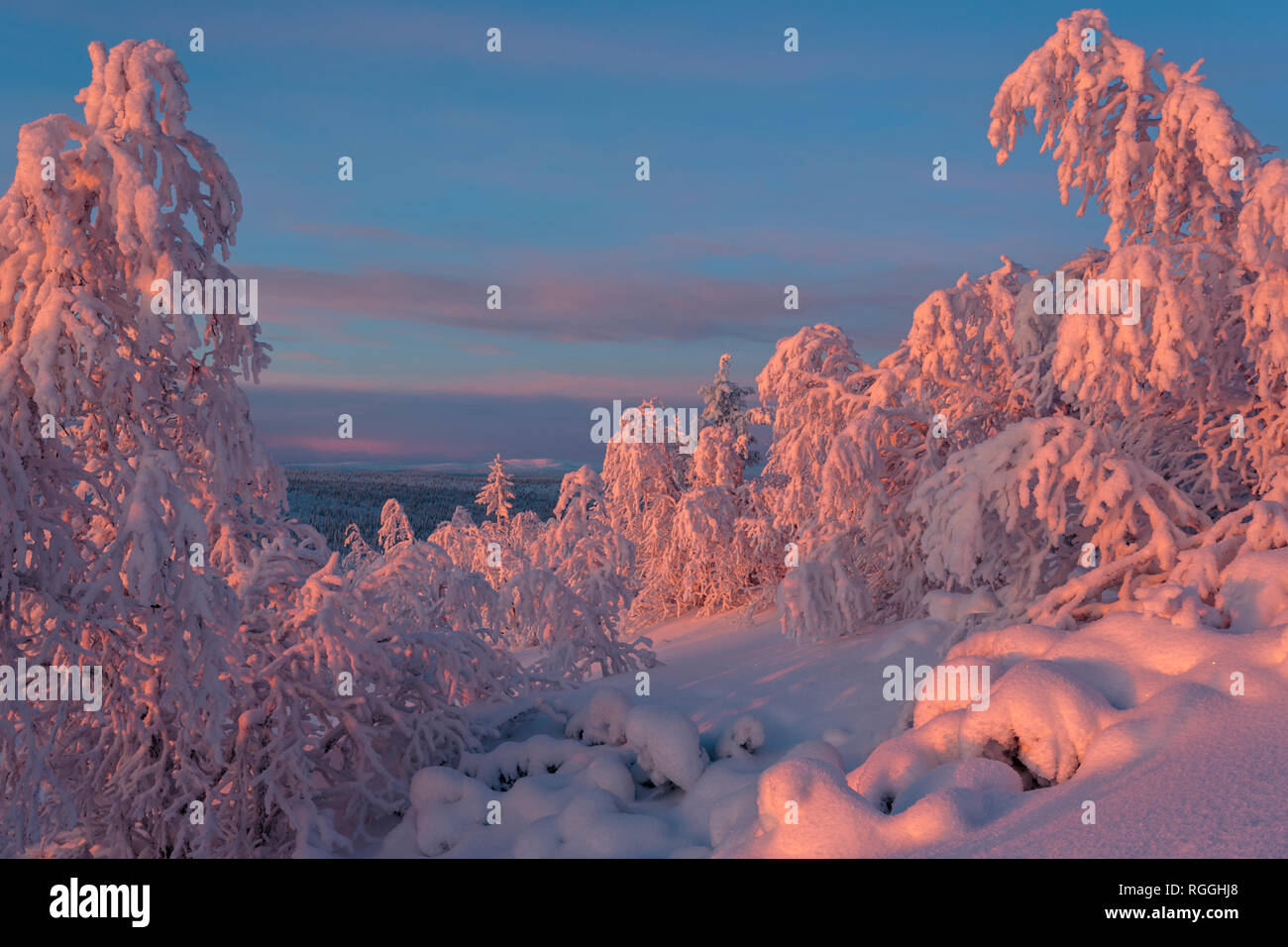 Birch Trees In Winter High Resolution Stock Photography and Images - Alamy
