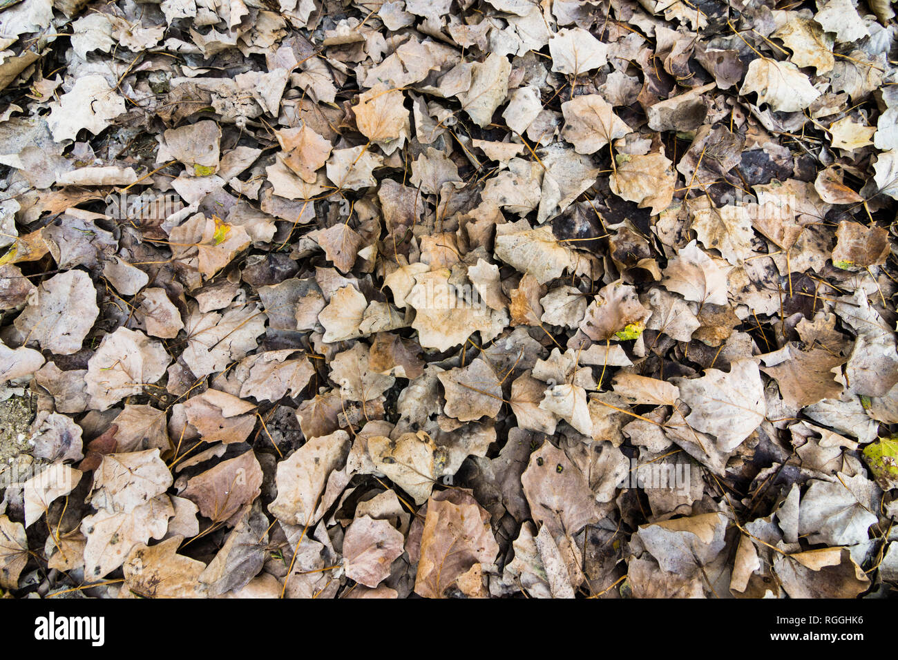 Dry autumn leaves on ground Stock Photo - Alamy