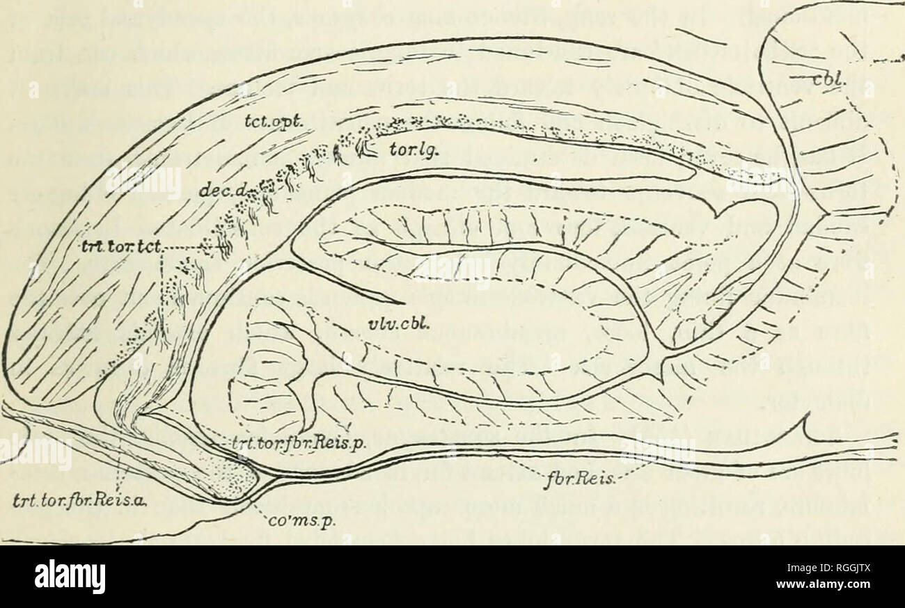 Stromateidae hi-res stock photography and images - Alamy