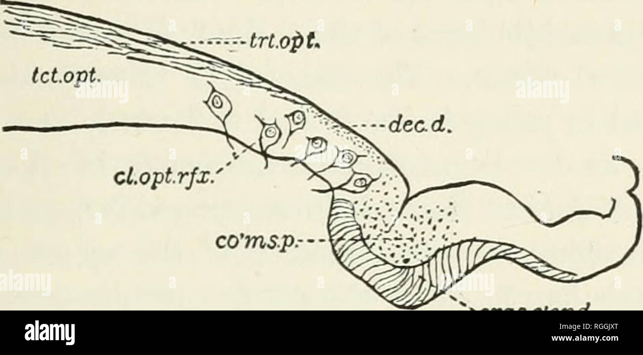 . Bulletin of the Museum of Comparative Zoology at Harvard College ...