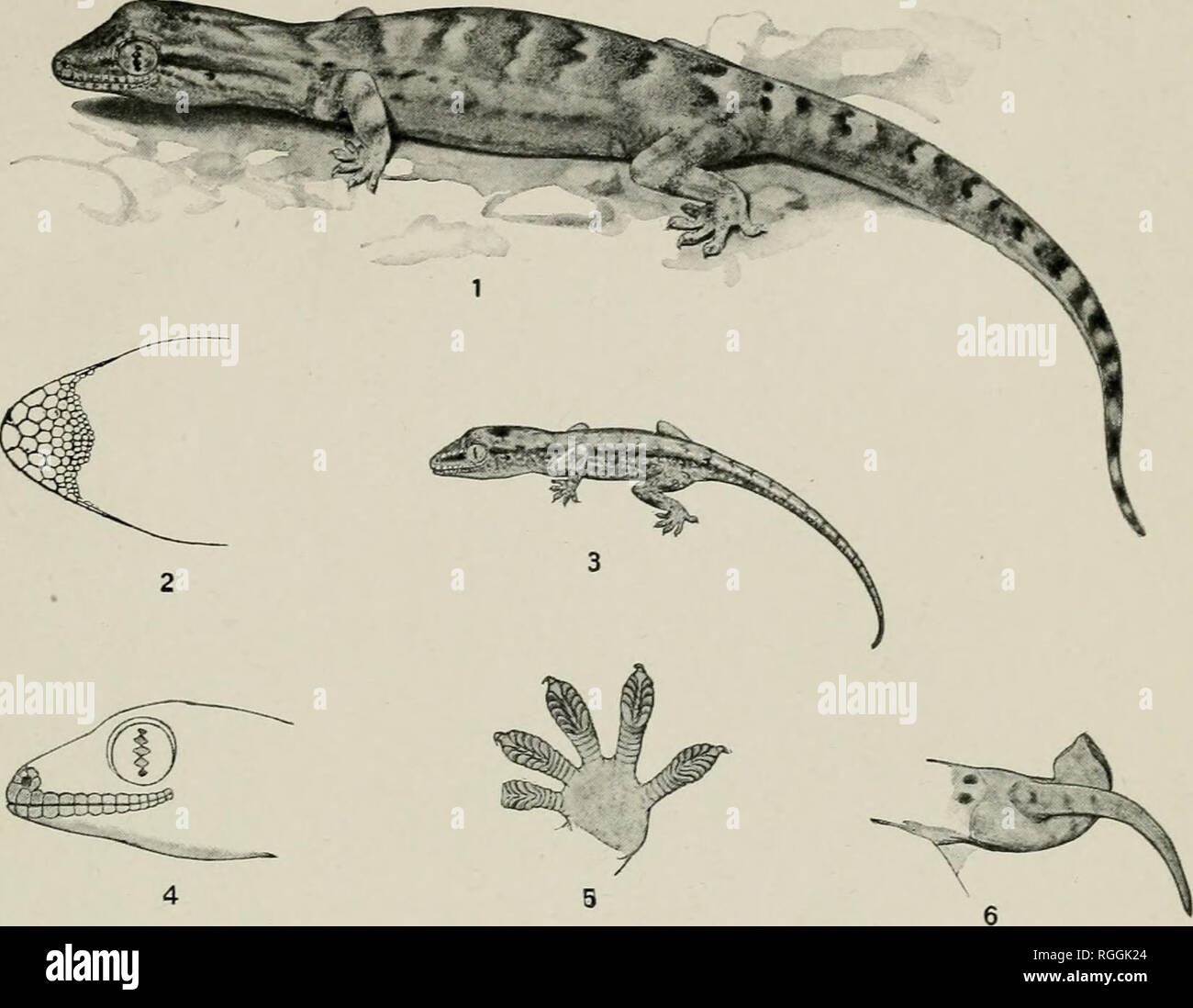 . Bulletin of the Museum of Comparative Zoology at Harvard College ...