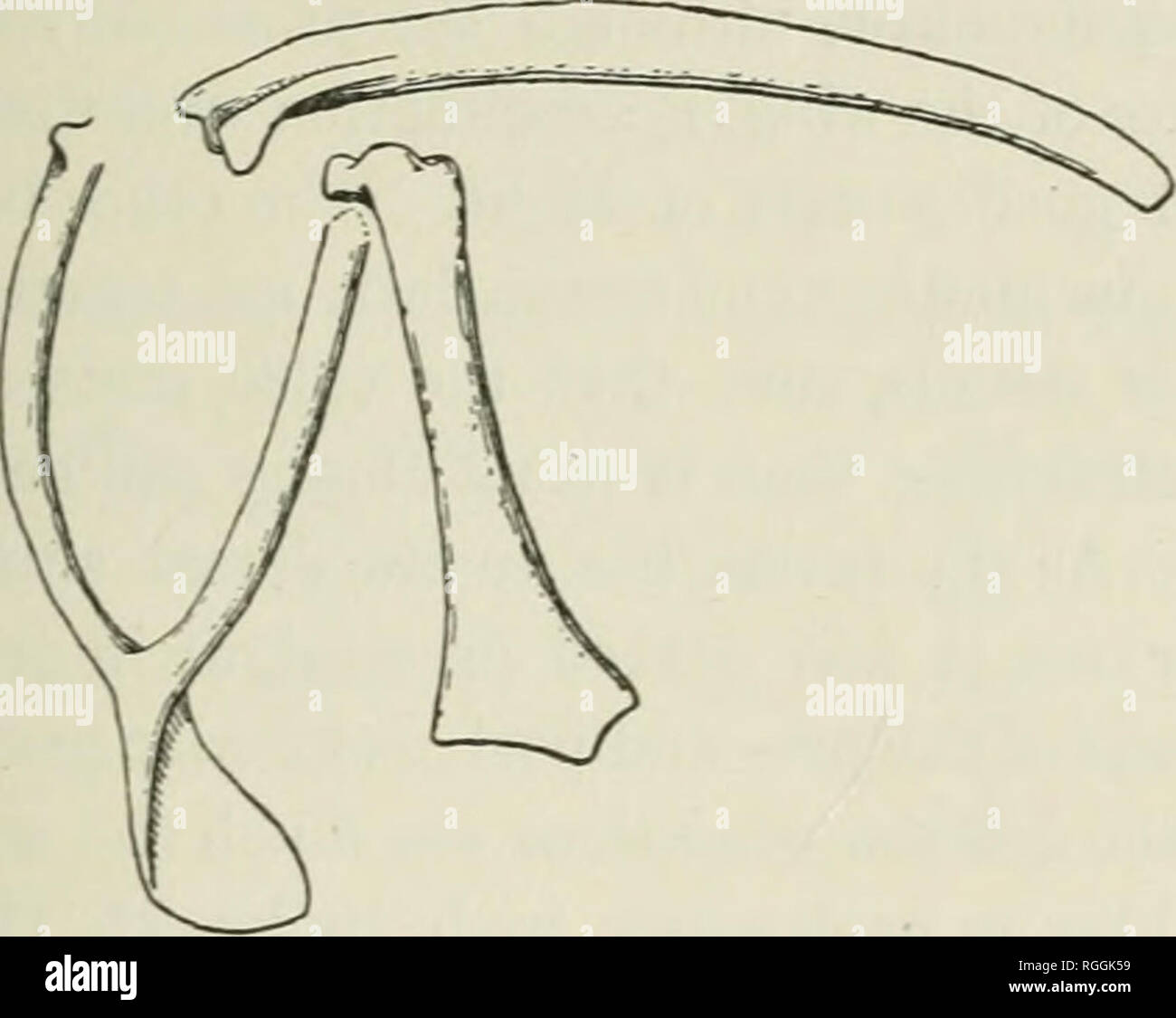 Gallinuloides hi-res stock photography and images - Alamy