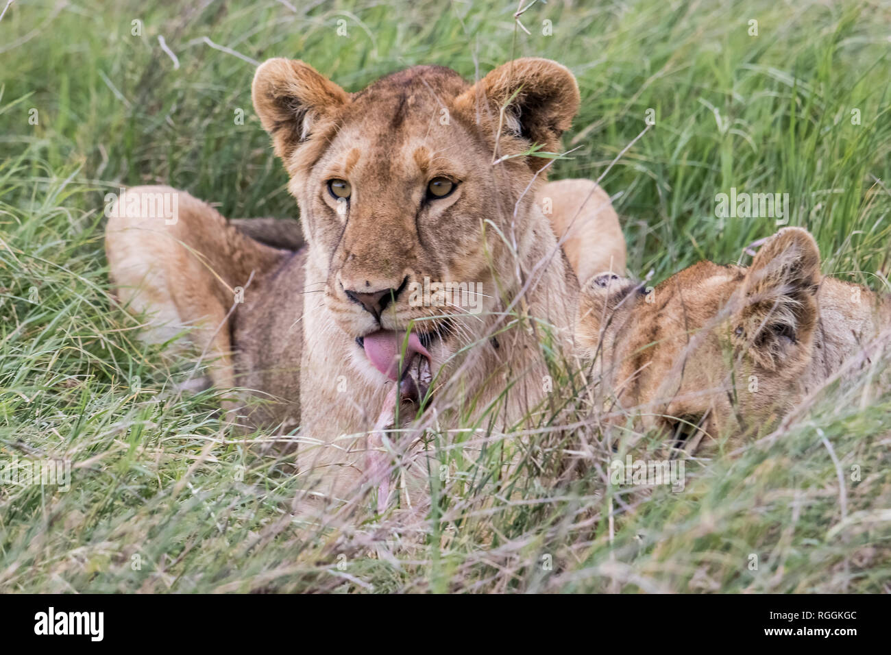 Lion eating prey hi-res stock photography and images - Alamy