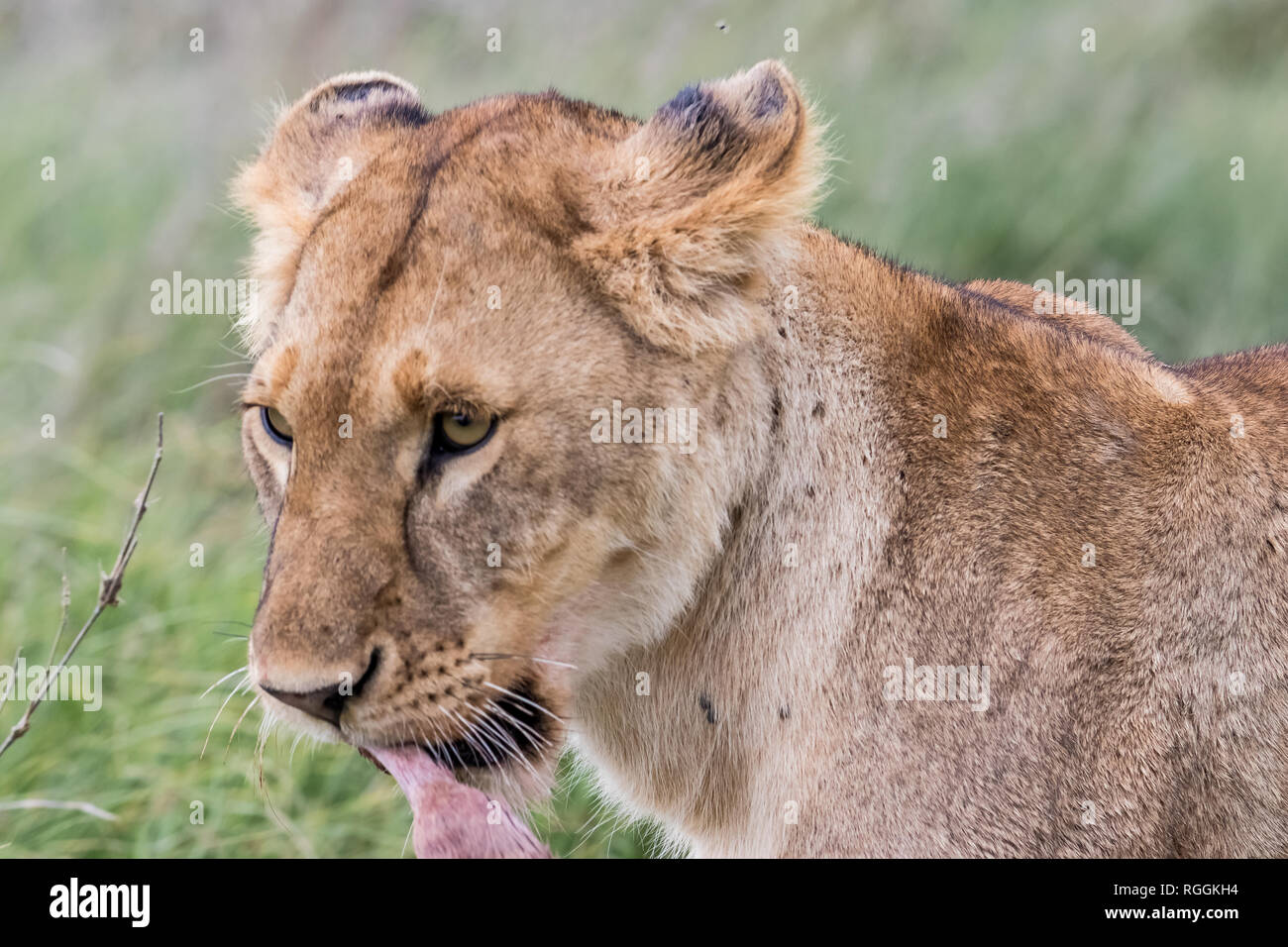 Lion eating prey hi-res stock photography and images - Alamy