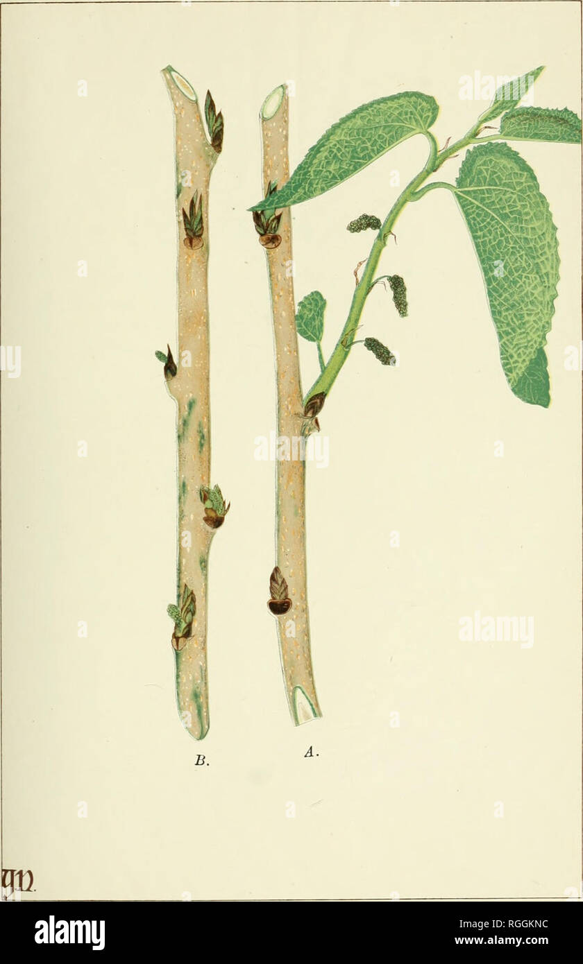 . Bulletin of the Imperial Agricultural Experiment Station in Japan ...