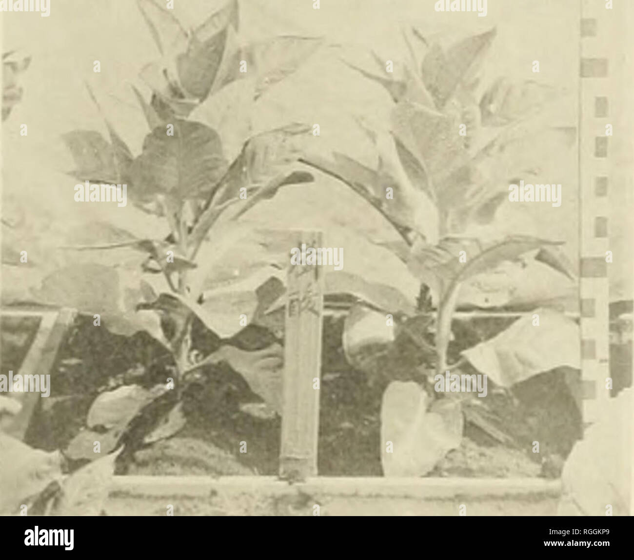Imperial factor hi-res stock photography and images - Alamy