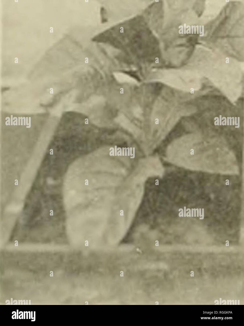 . Bulletin of the Imperial Agricultural Experiment Station in Japan ...