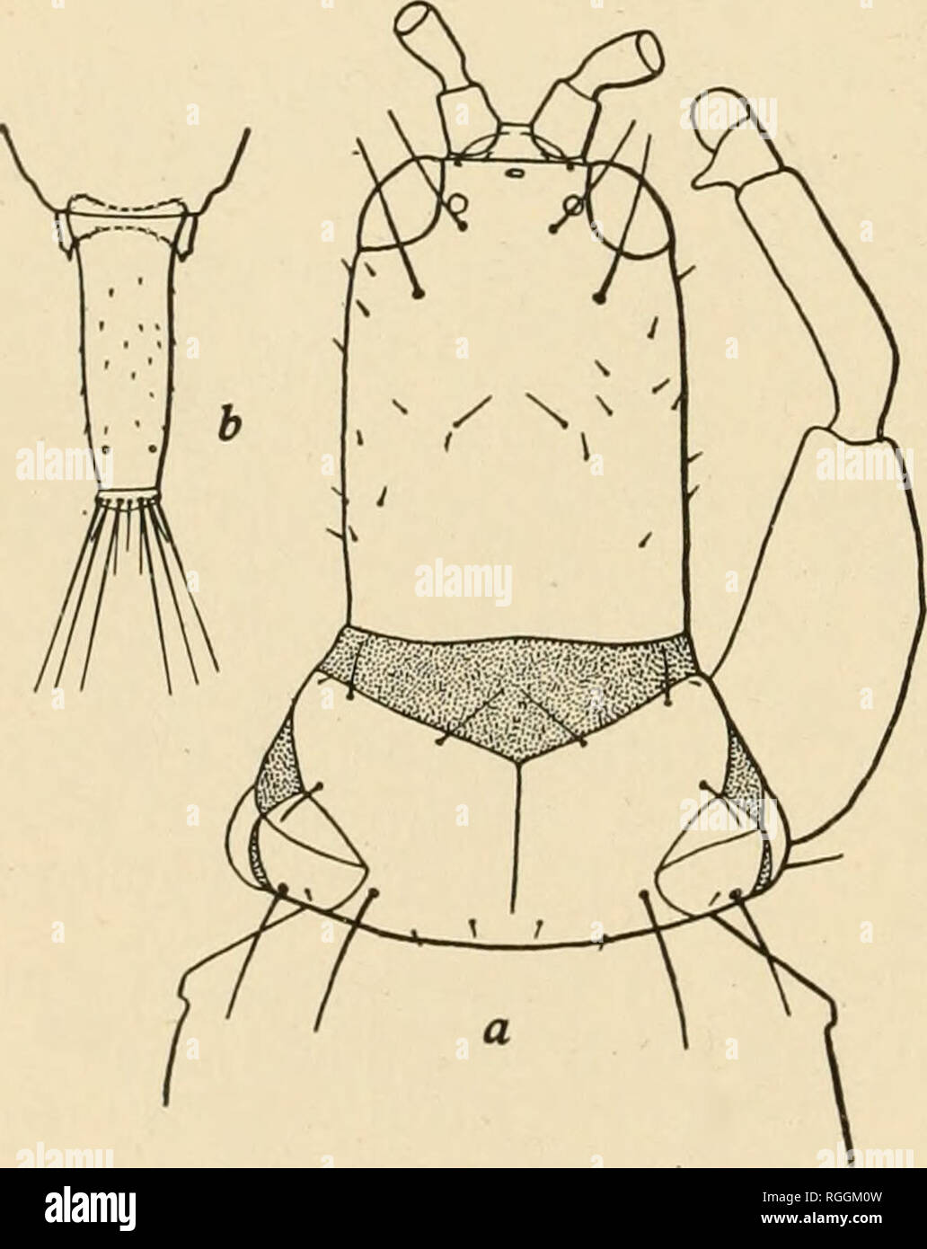 Anterior basal vein hi-res stock photography and images - Alamy