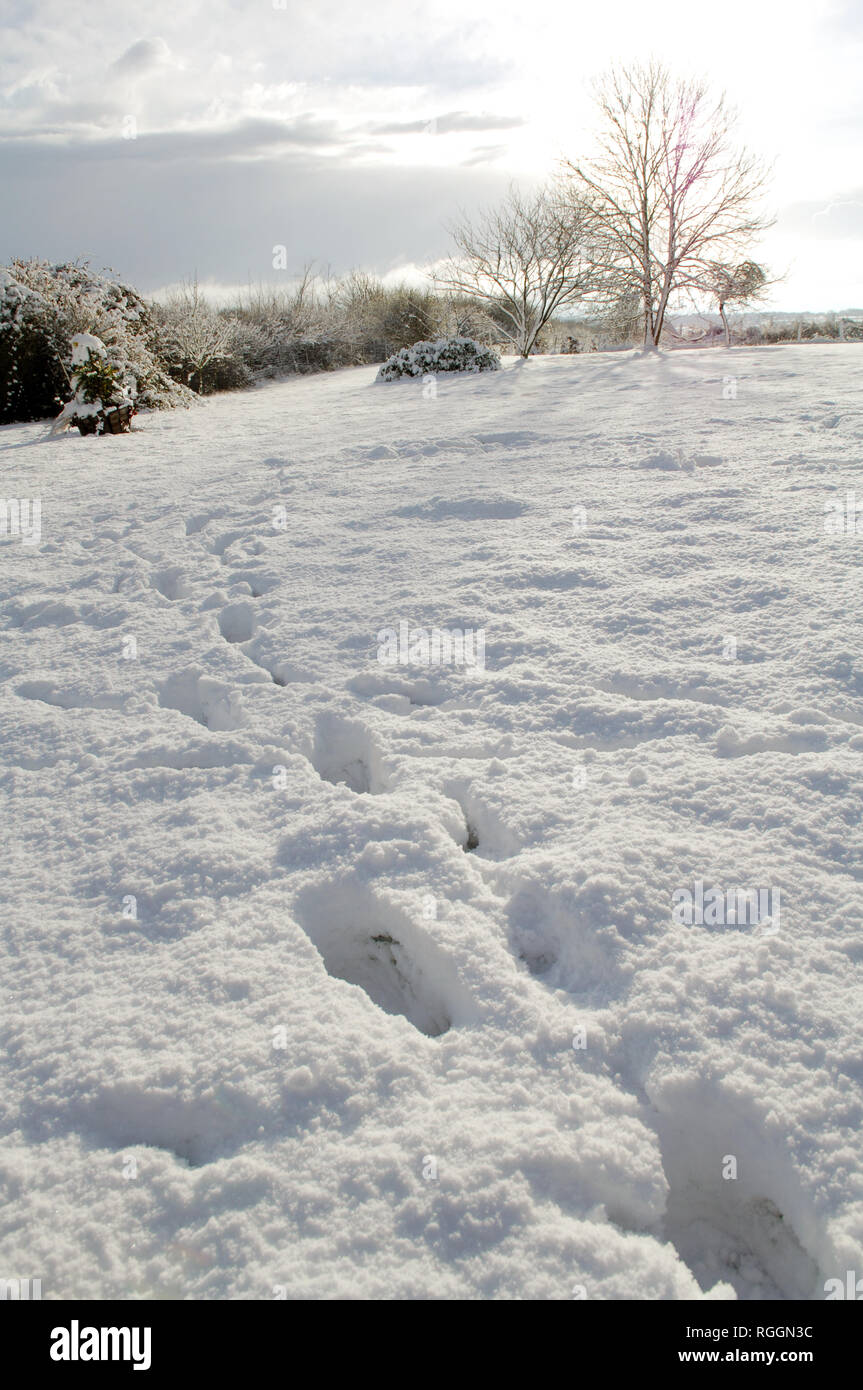 snow scene including footprints in snow Stock Photo - Alamy