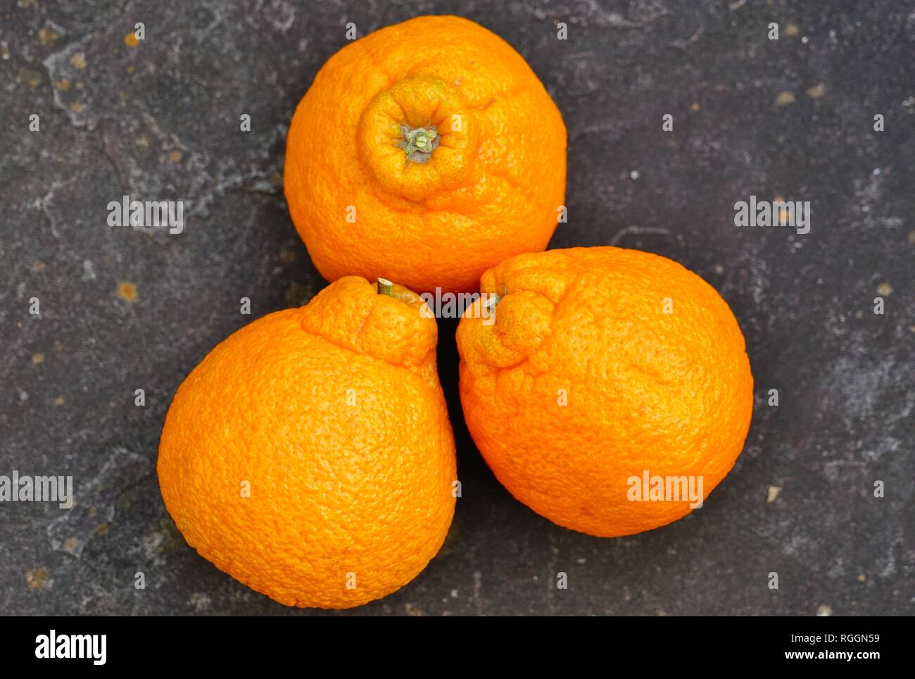 Sumo citrus giant mandarin orange fruit Stock Photo - Alamy