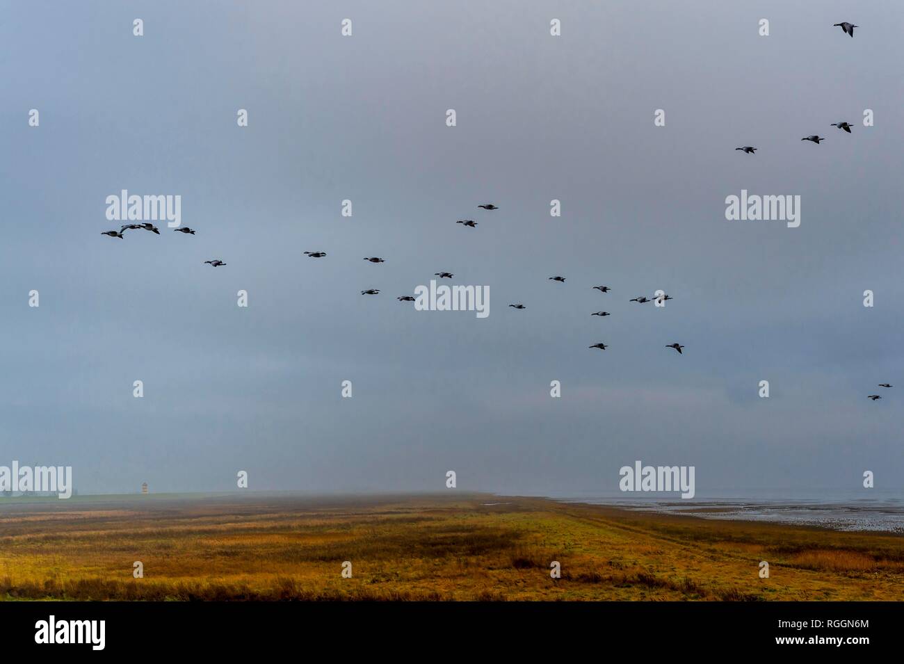 A swarm of barnacle geese passes the Pilsum lighthouse above the mud ...