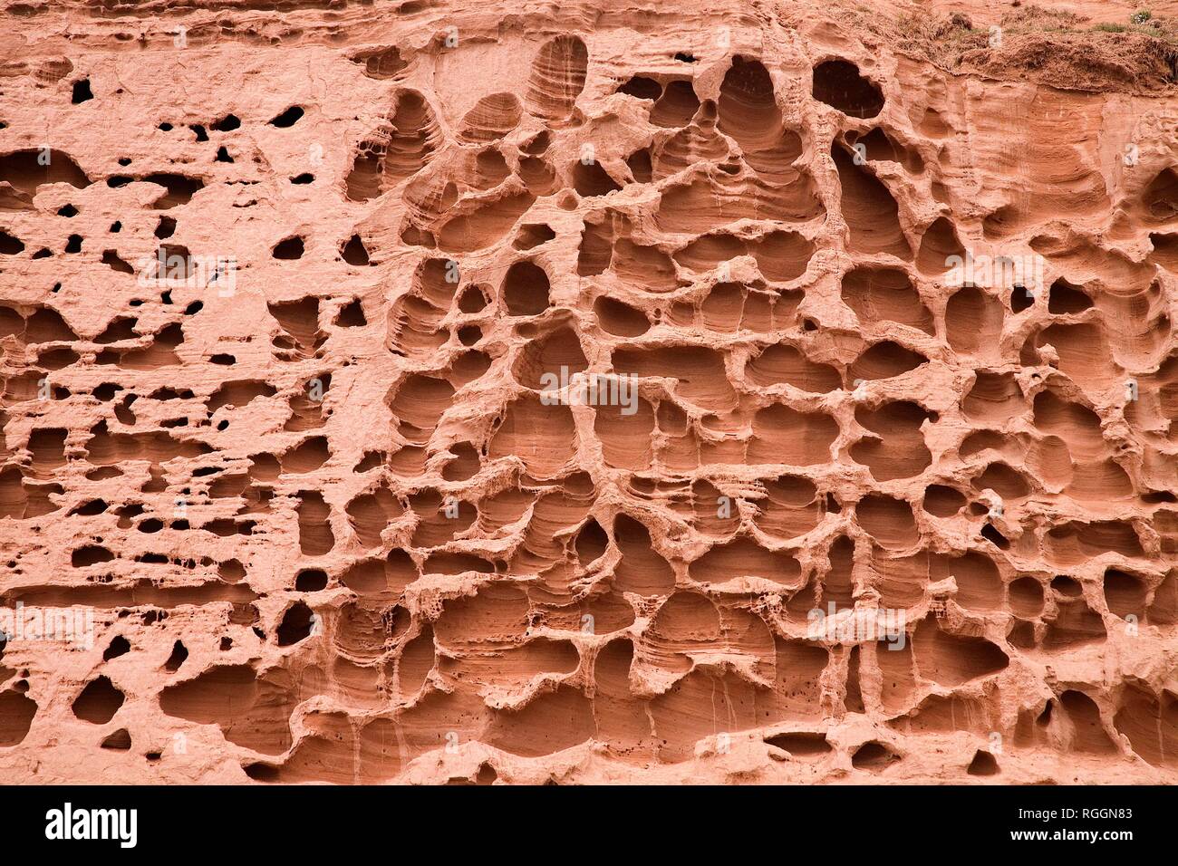 Honeycomb weathering in red otter sandstone, Jurassic Coast, Devon ...