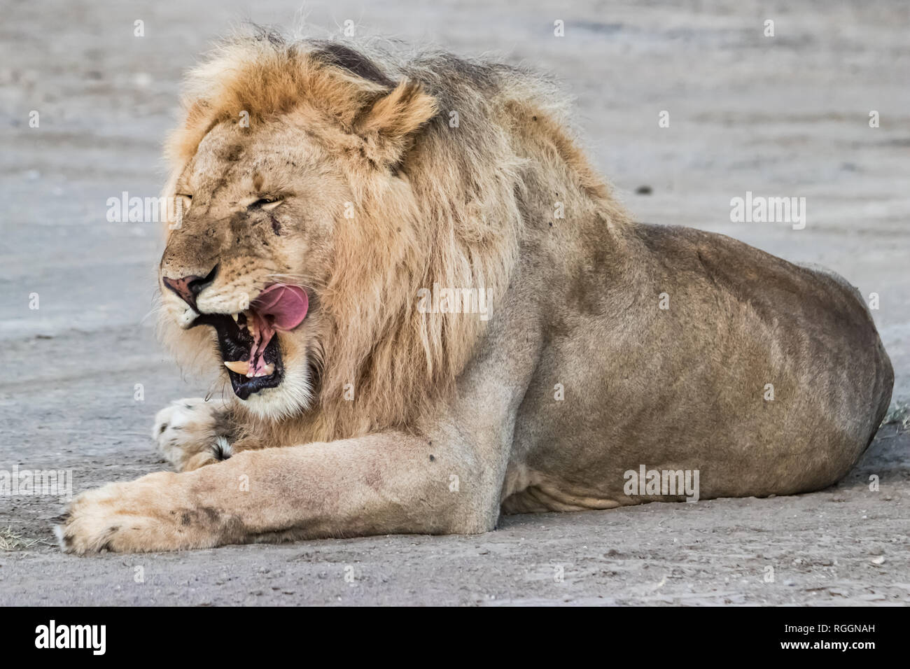 Full portrait of a Lion Stock Photo - Alamy