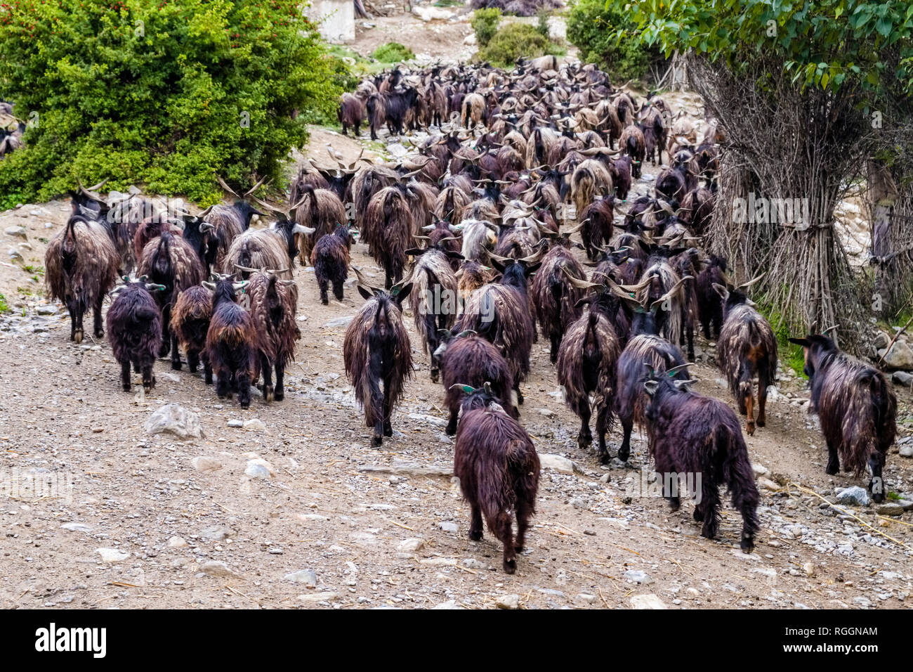 Goat flock in the village hi-res stock photography and images - Alamy