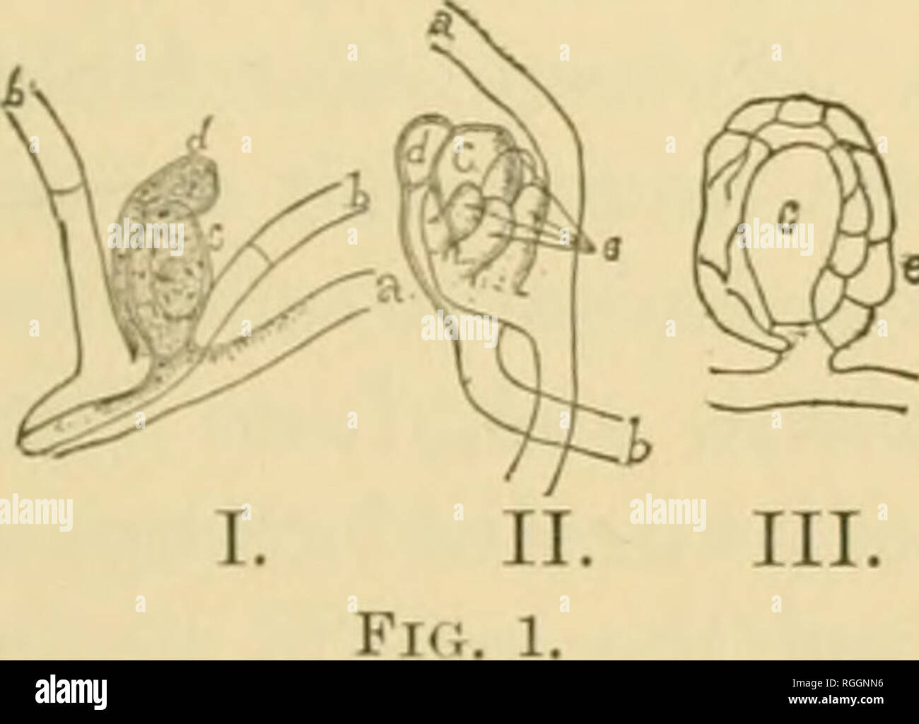 Transverse partition hi-res stock photography and images - Alamy