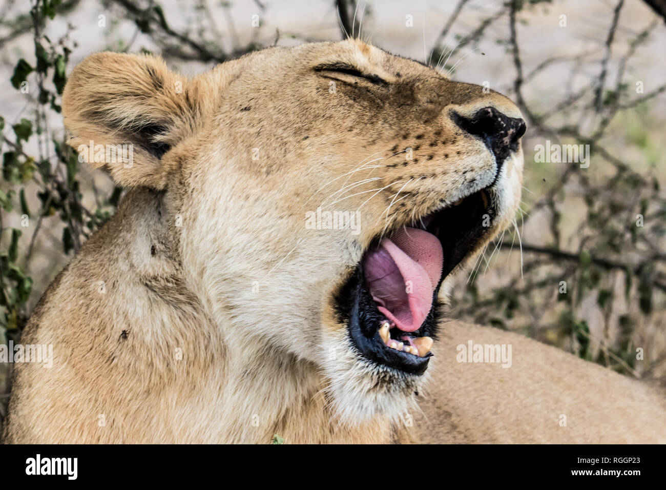 Lion head photography hi-res stock photography and images - Alamy